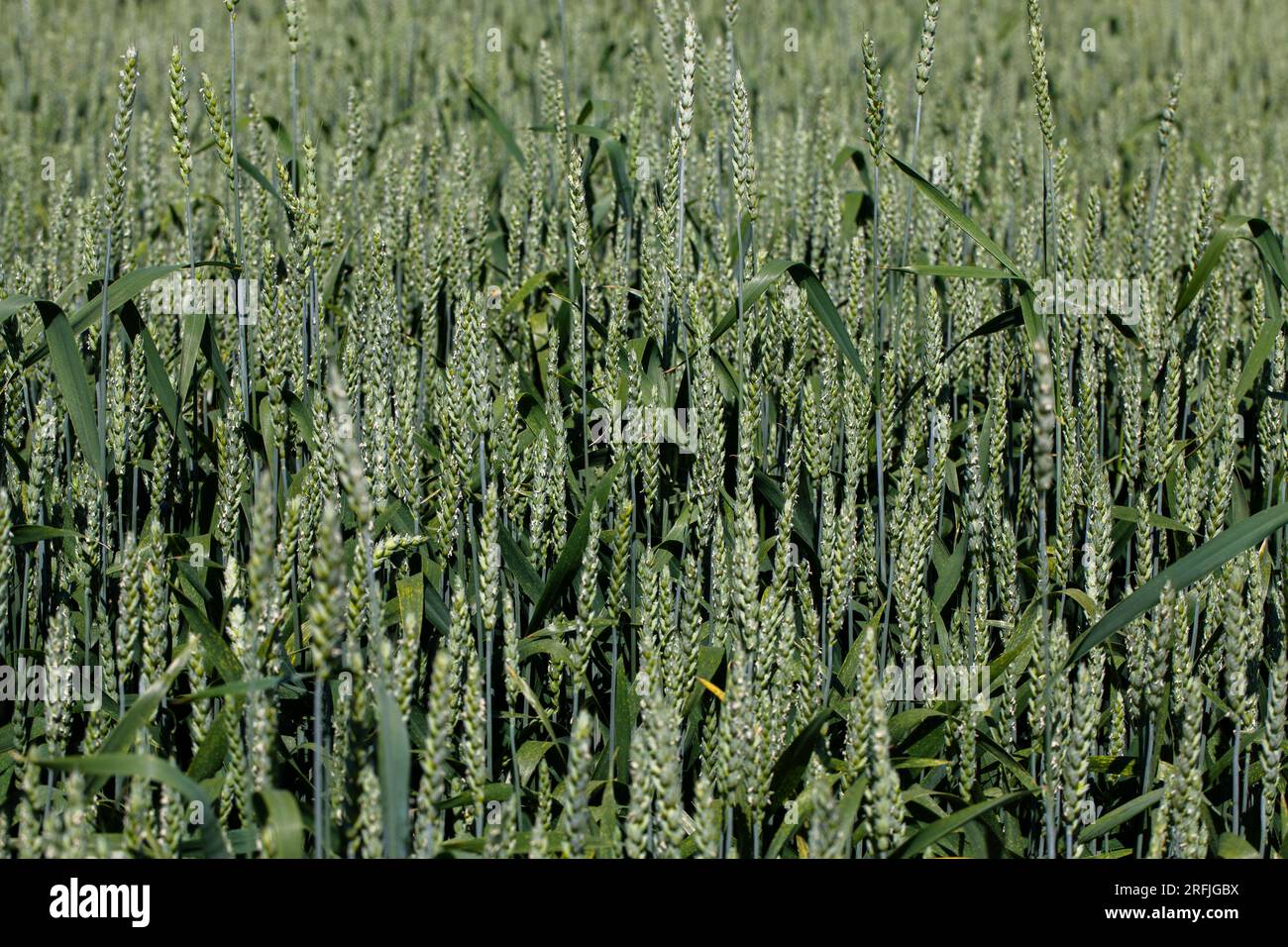 wheat field with green immature rye plants, agricultural field with ...