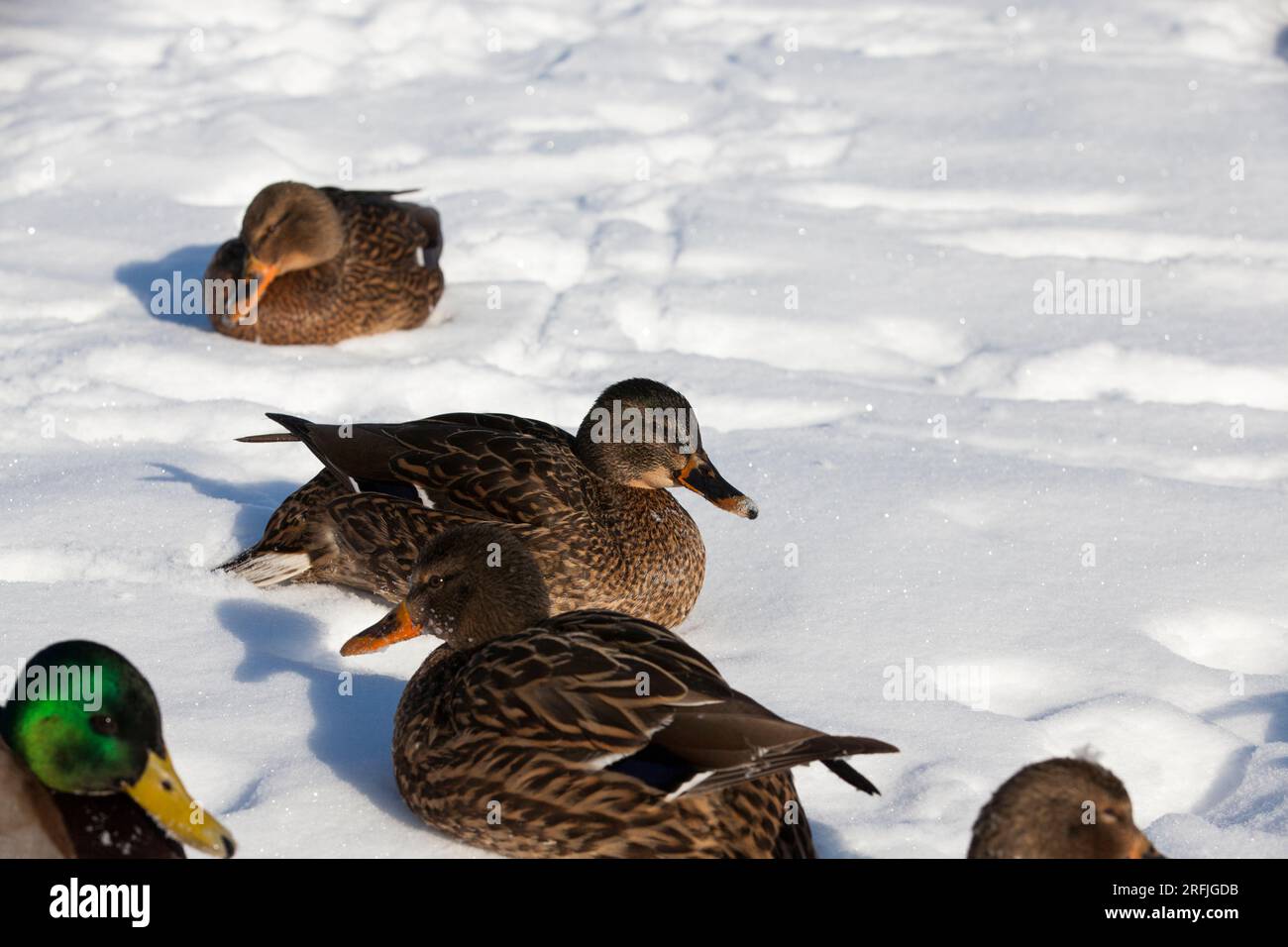 the cold season with frosts and snow, ducks sit in the snow, a large ...