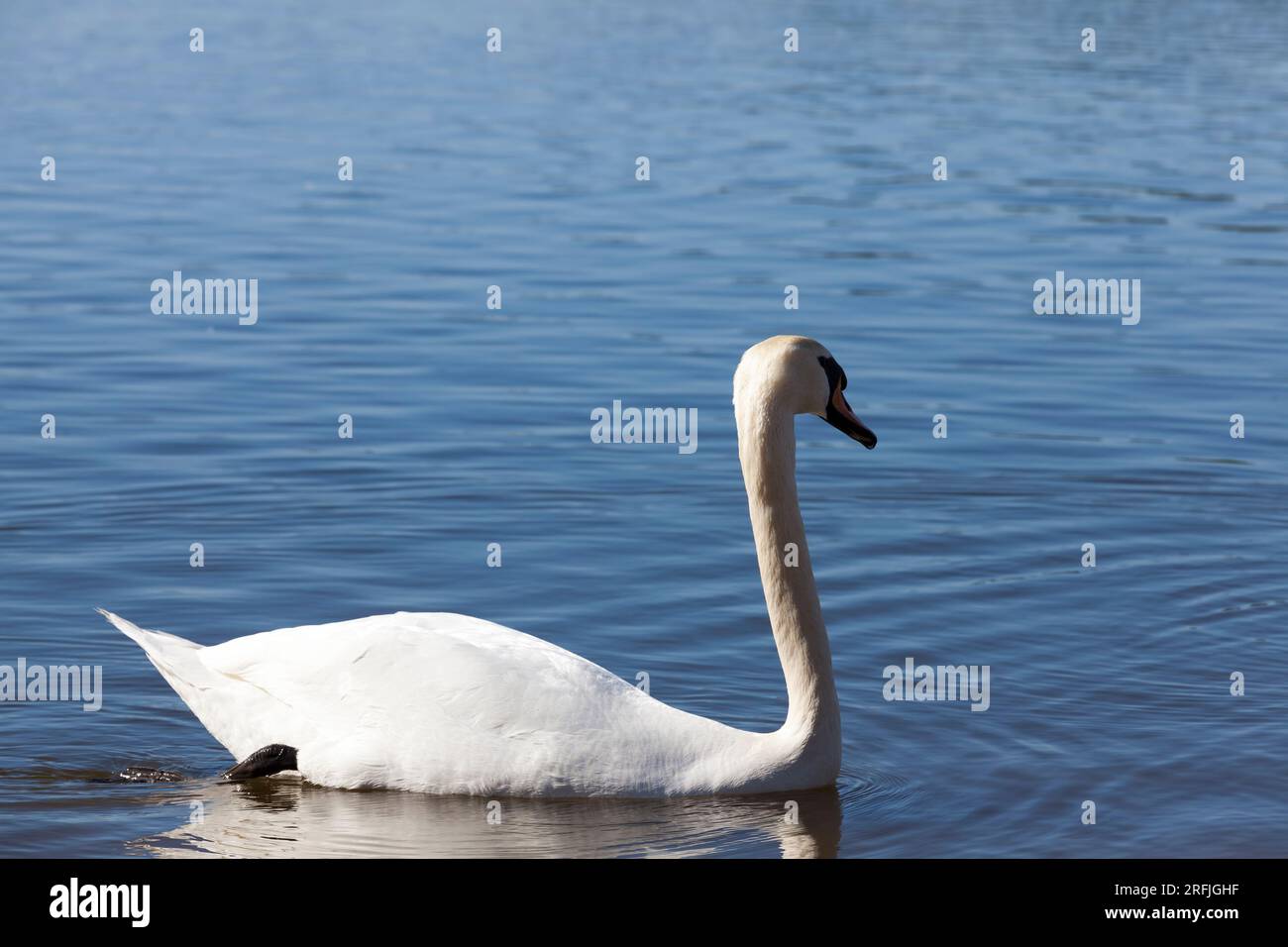 closeup white Swan floating in the wild, spring season for birds ...
