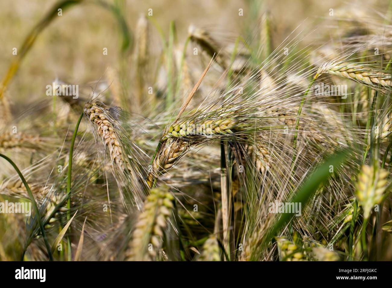 ripening rye in an agricultural field, rye changes color from green to ...