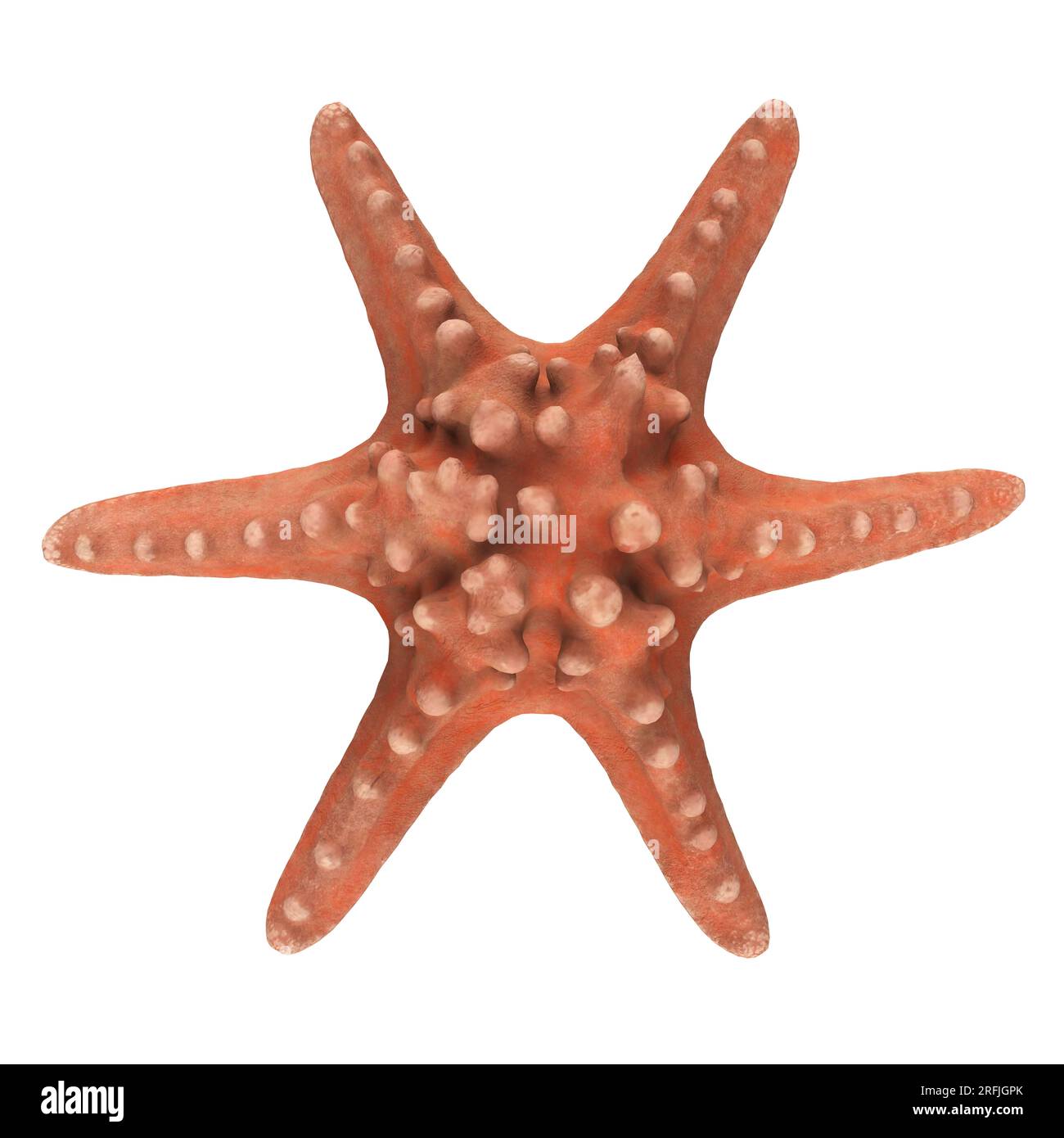 Coral fish starfish caribbean hi-res stock photography and images - Alamy