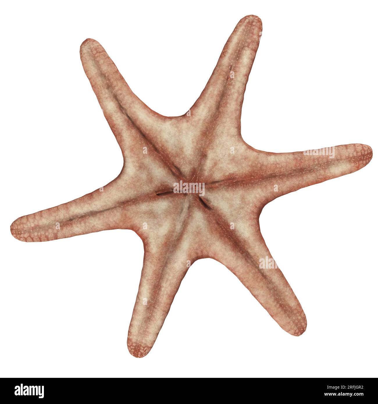 Ocean creature isolated hi-res stock photography and images - Alamy