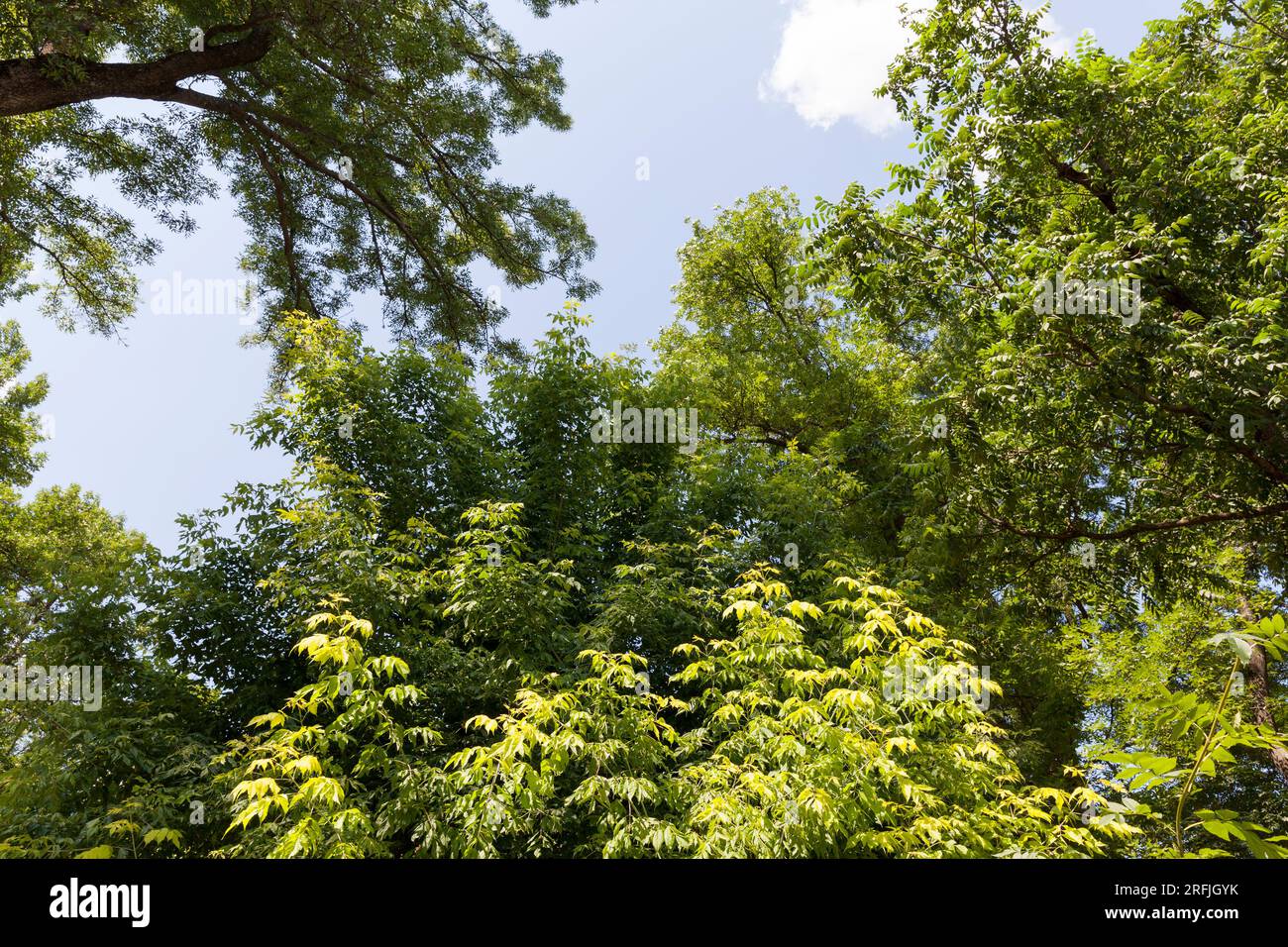 trees covered with green foliage in summer, summer season with green ...