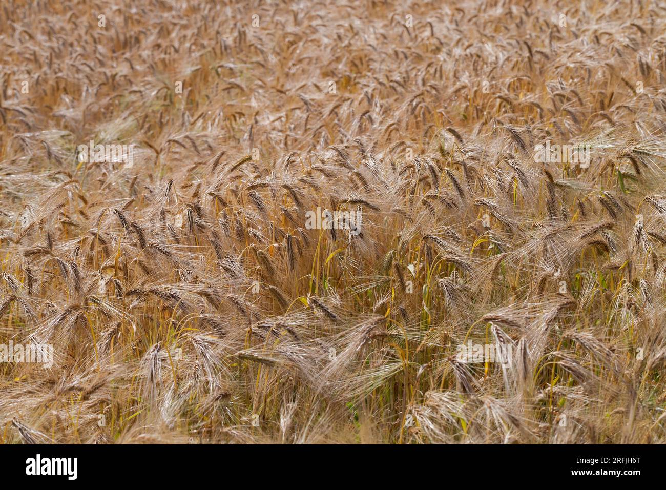 the color change of cereal rye to yellow orange during maturation ...