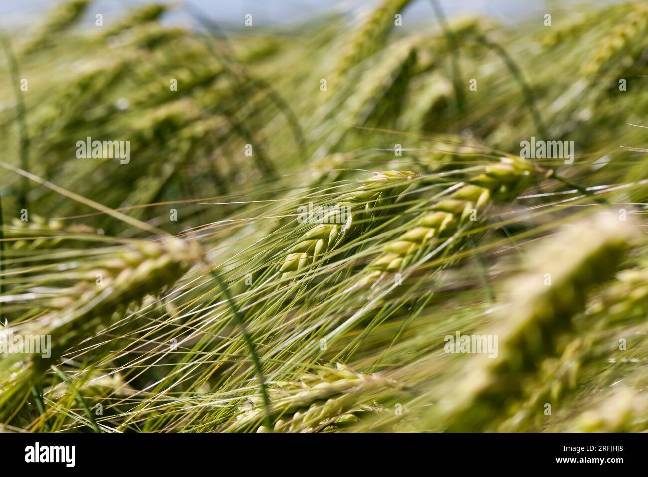 summer season rye plants in an agricultural field, rye field with green ...