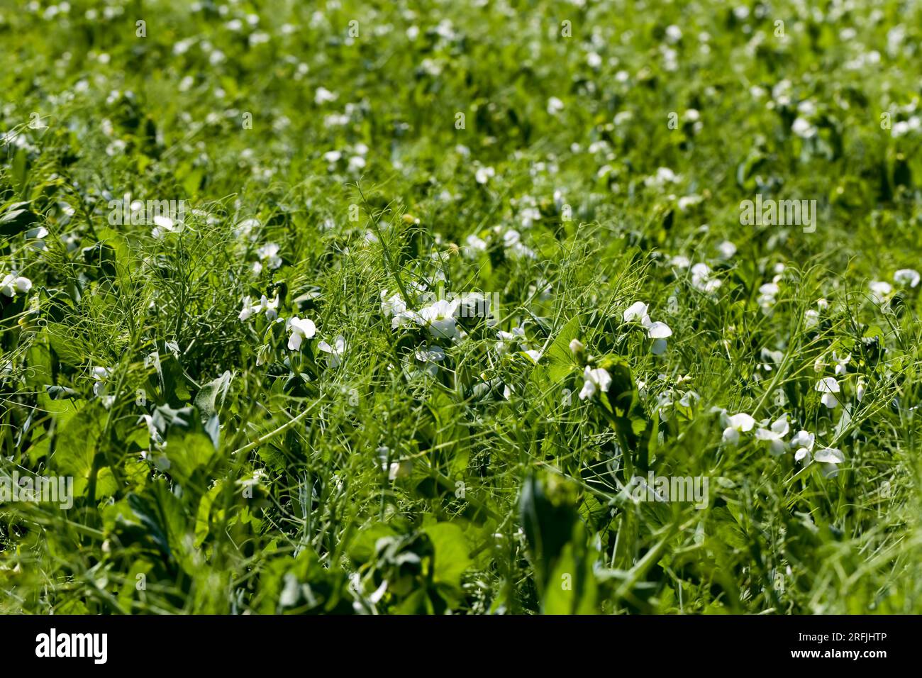 a farmer's field where green peas grow, peas bloom with white flowers ...