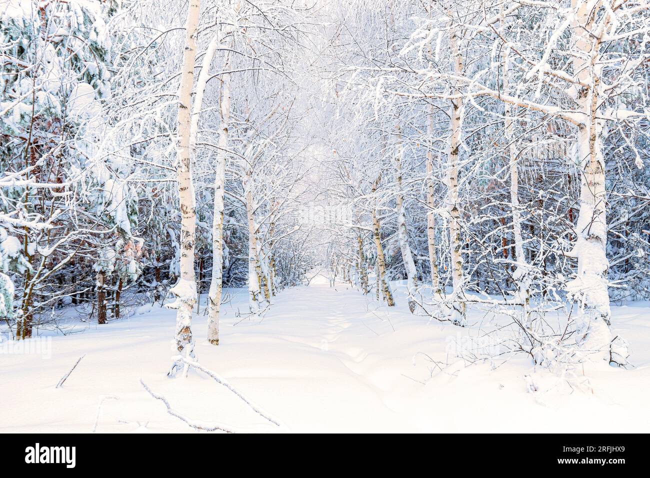 Winter snowy forest Background. Snowy tree winter forest scenery ...