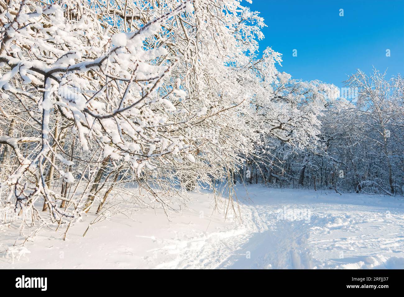 Winter snowy forest Background. Snowy winter forest scenery. Frosty day ...