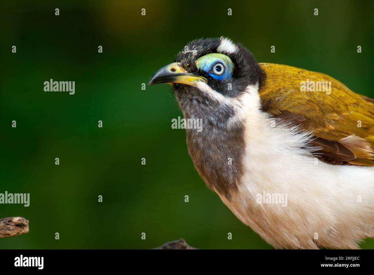 'banana bird' hi-res stock photography and images - Alamy