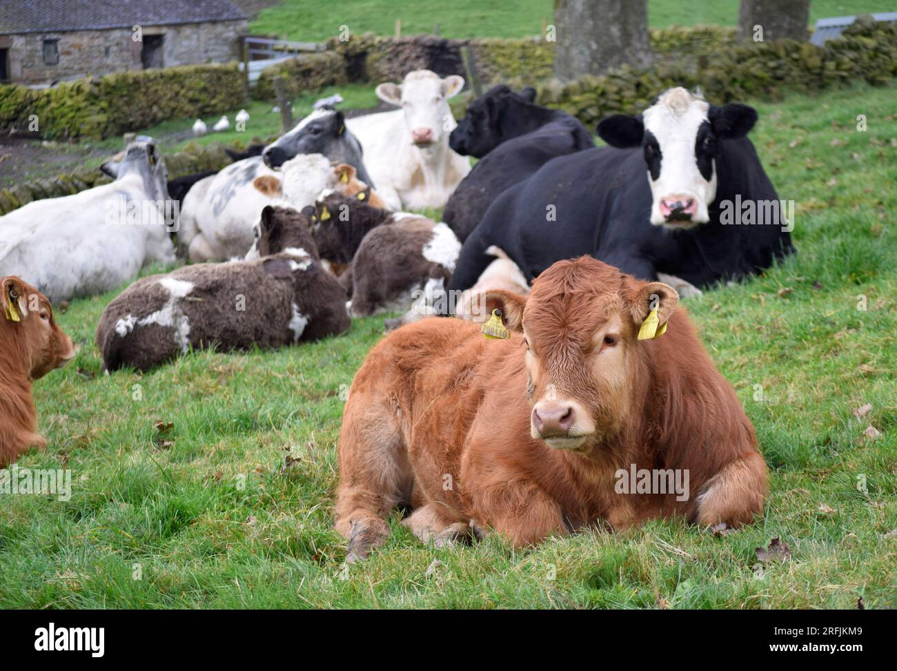 group of cows lying down Stock Photo - Alamy