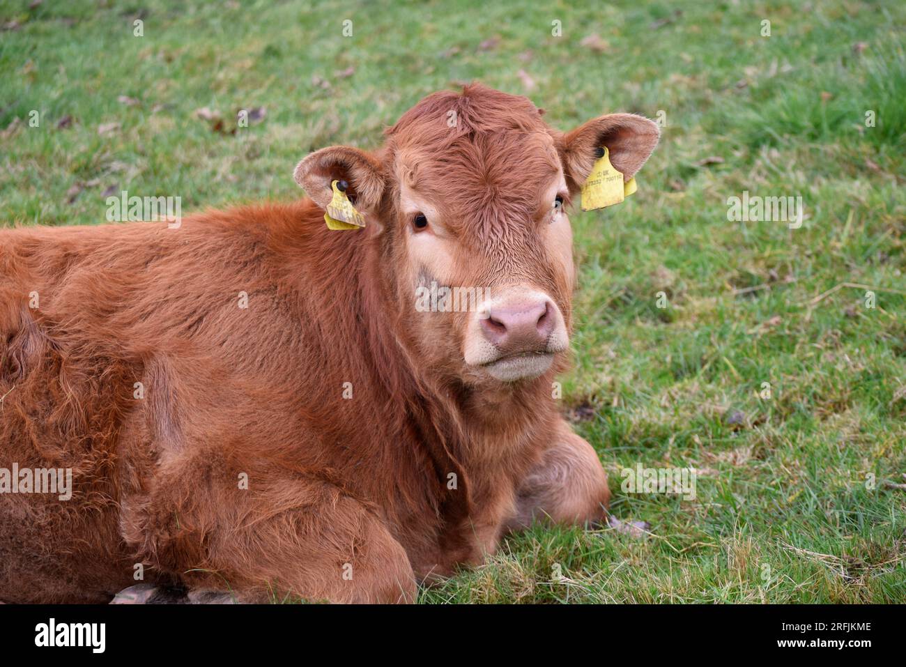 Cows with numbers hi-res stock photography and images - Alamy