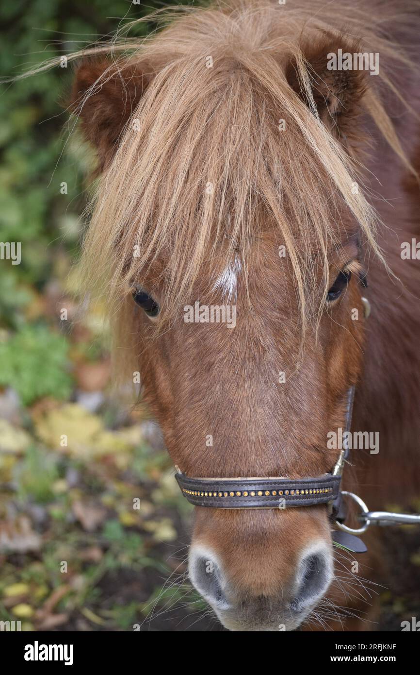 Pony book cover hi-res stock photography and images - Alamy
