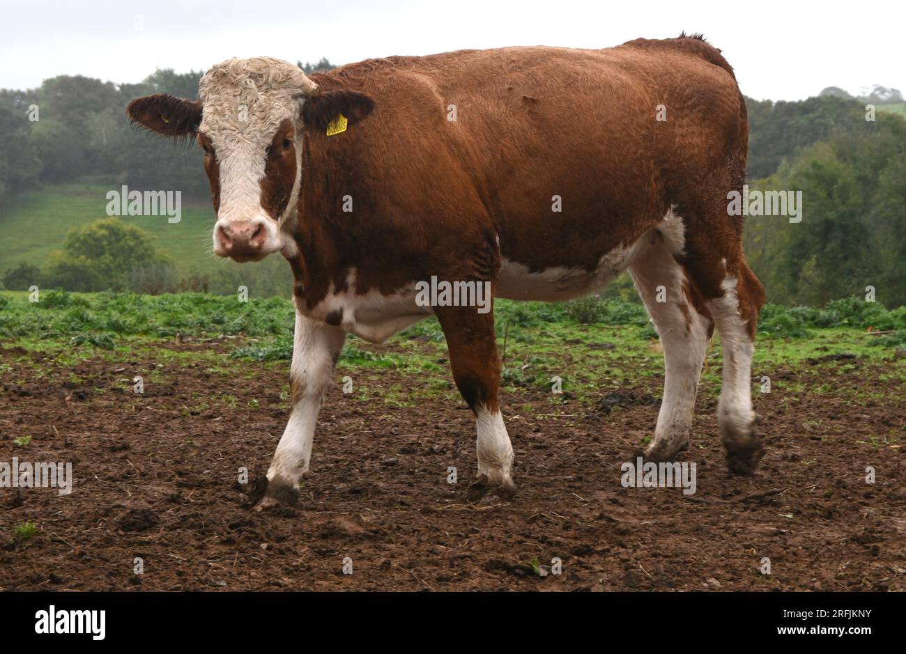 Cow in muddy field hi-res stock photography and images - Alamy