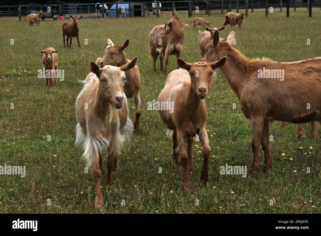 group of golden guernsey goats Stock Photo - Alamy