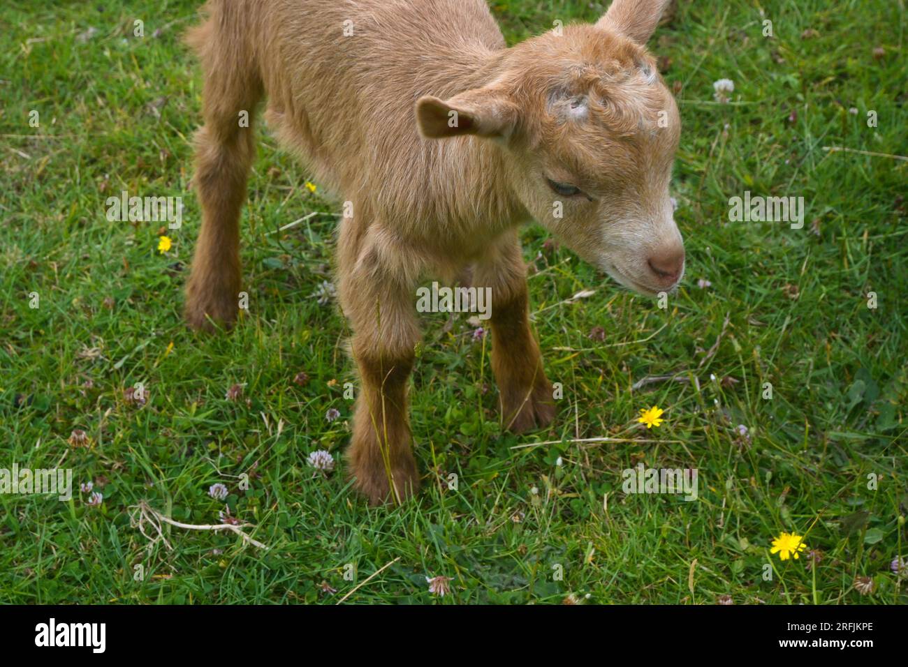 golden guernsey kid goat Stock Photo - Alamy