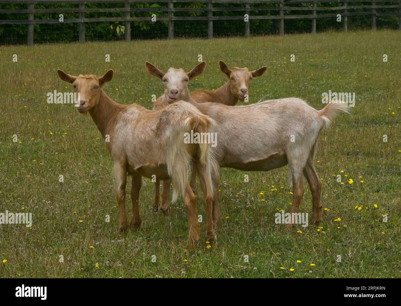 group of golden guernsey goats Stock Photo - Alamy