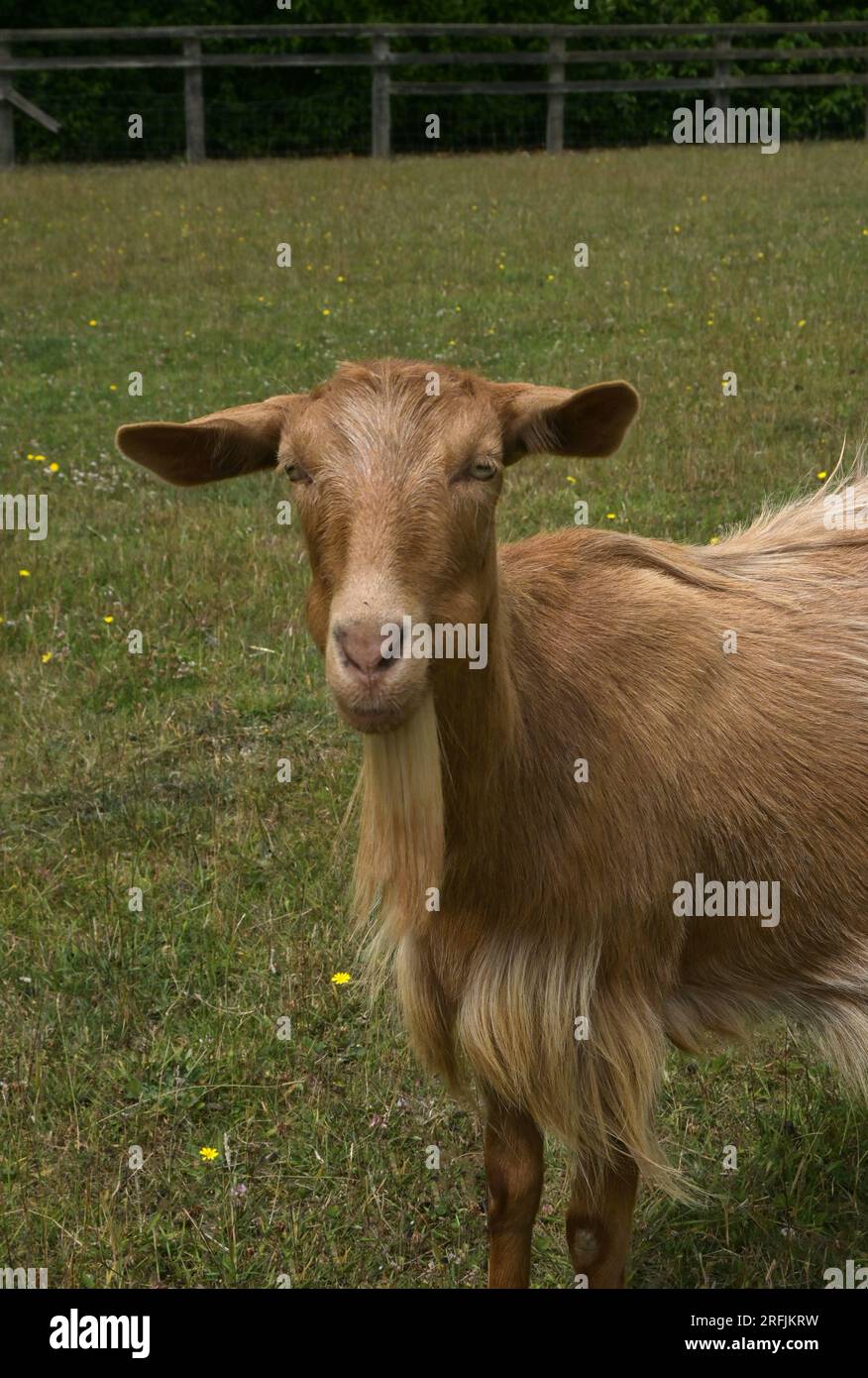 Guernsey goat hi-res stock photography and images - Alamy