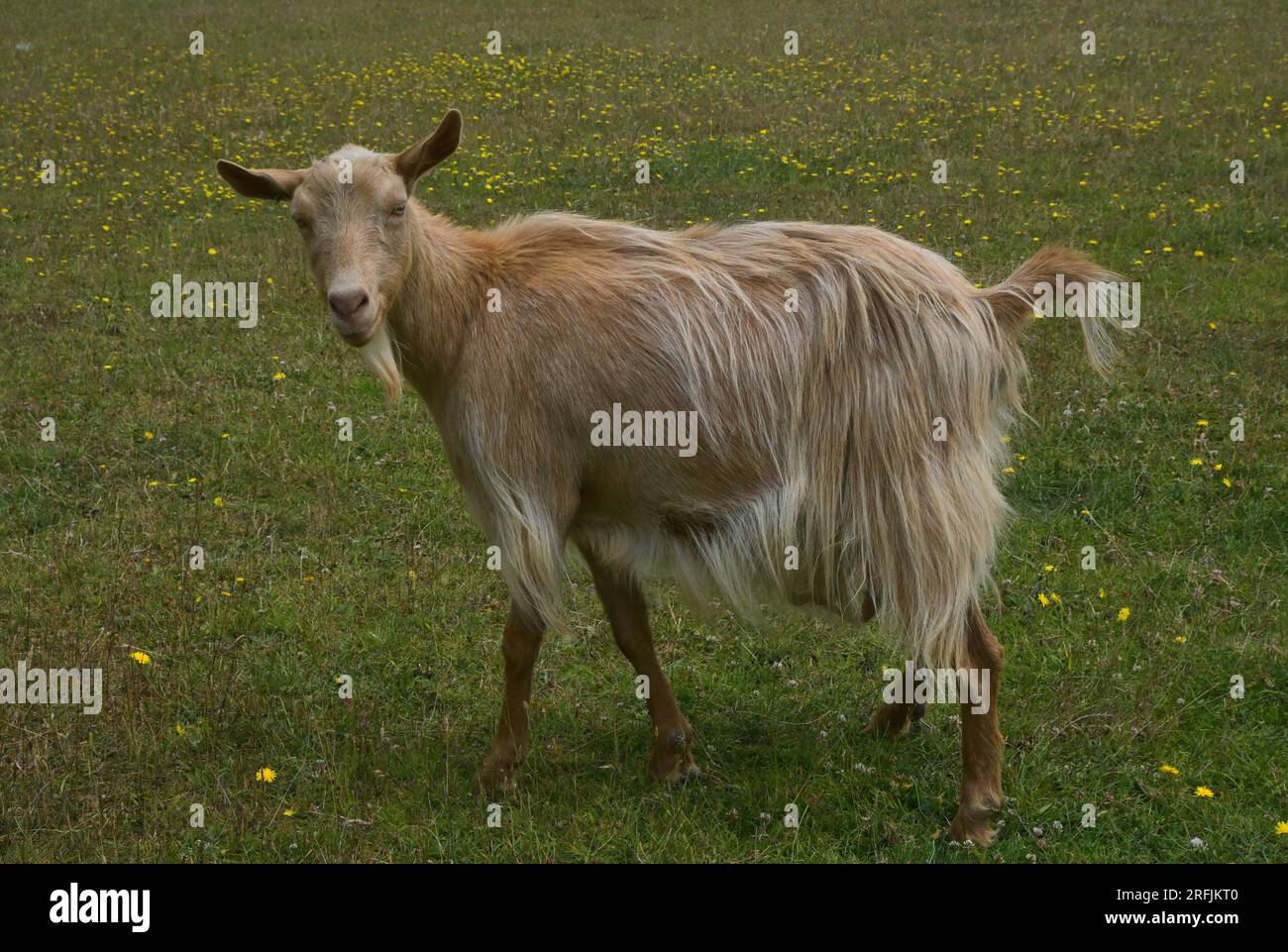 golden guernsey goat Stock Photo - Alamy