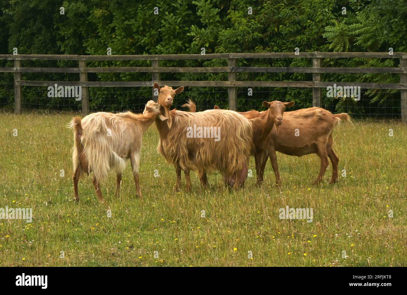 group of golden guernsey goats Stock Photo - Alamy