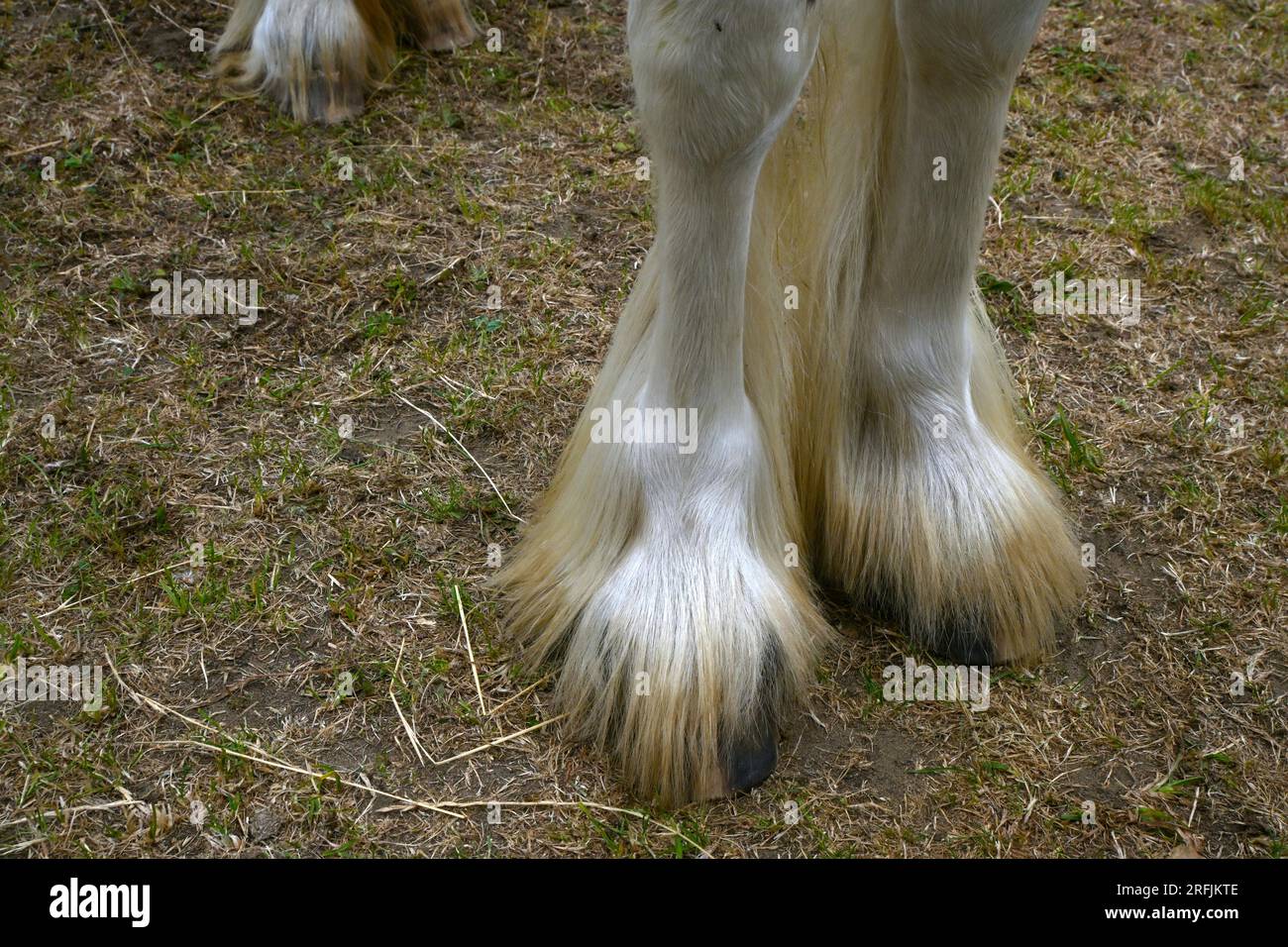 Long haired horse hi-res stock photography and images - Alamy