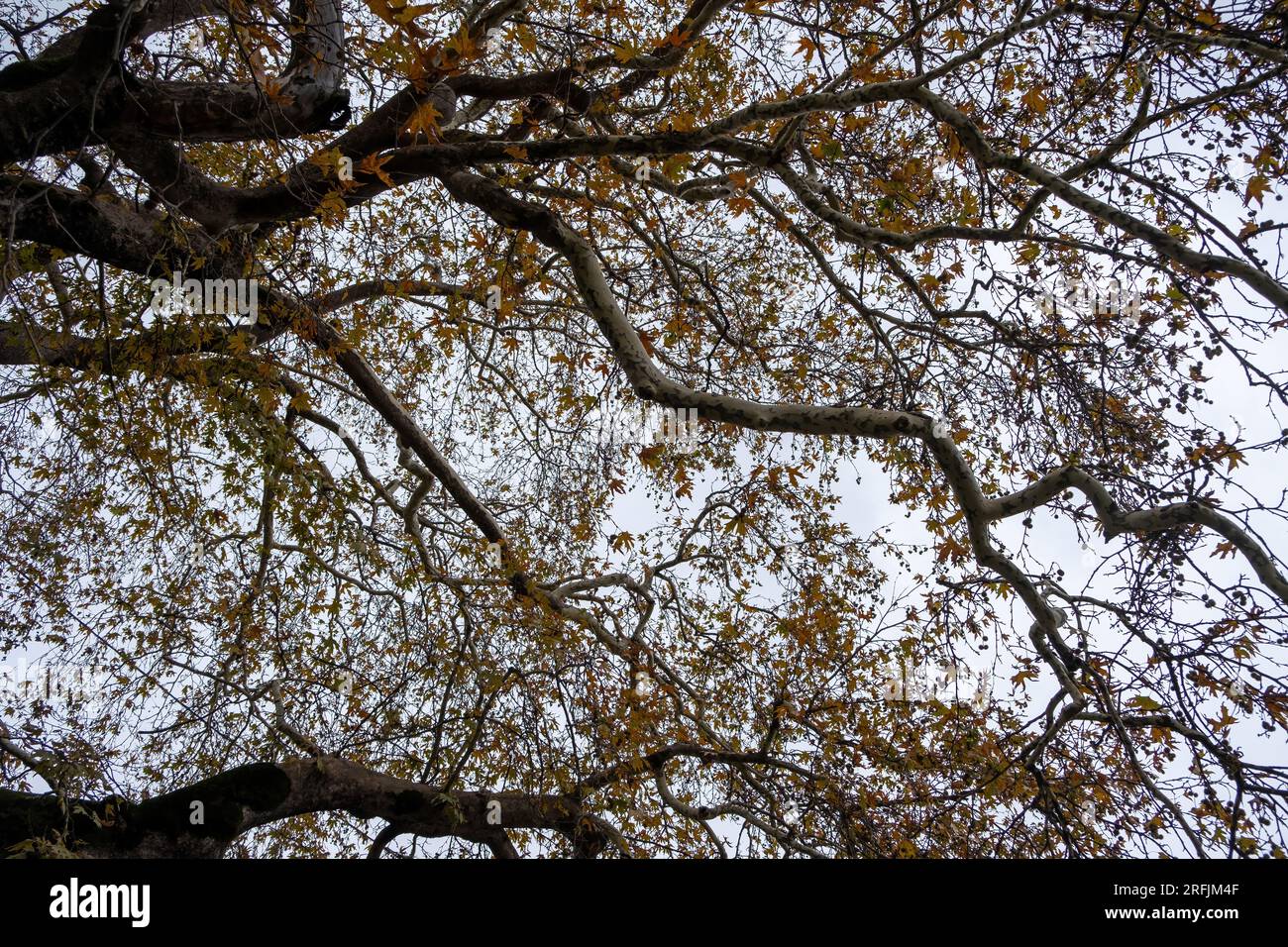 Platanus Orientalis, Plane Tree, winter day in Epirus forest Greece ...