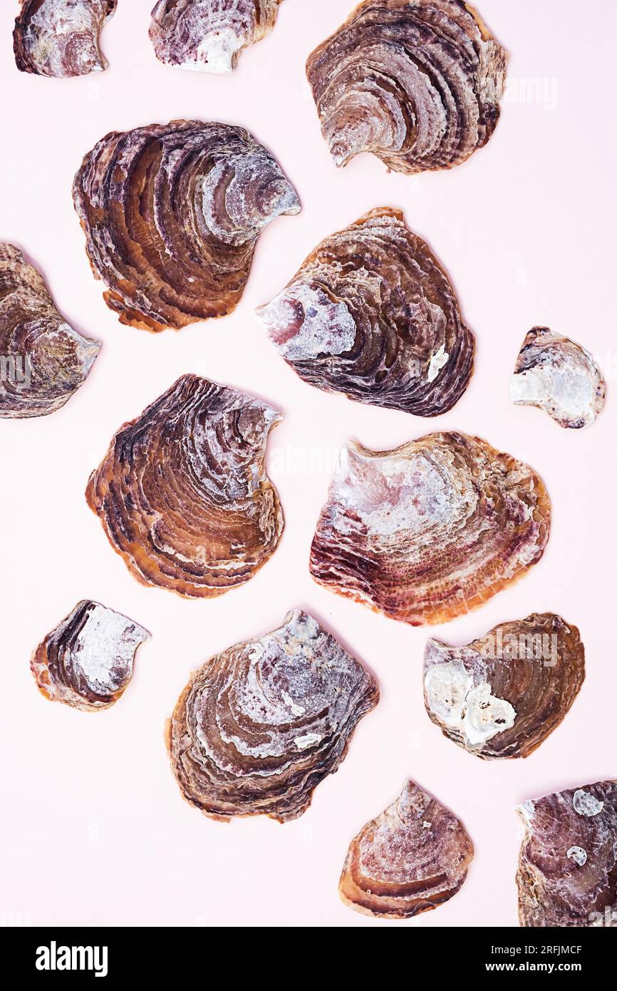 Textured seashells on pink. Poster, decor interior Stock Photo - Alamy