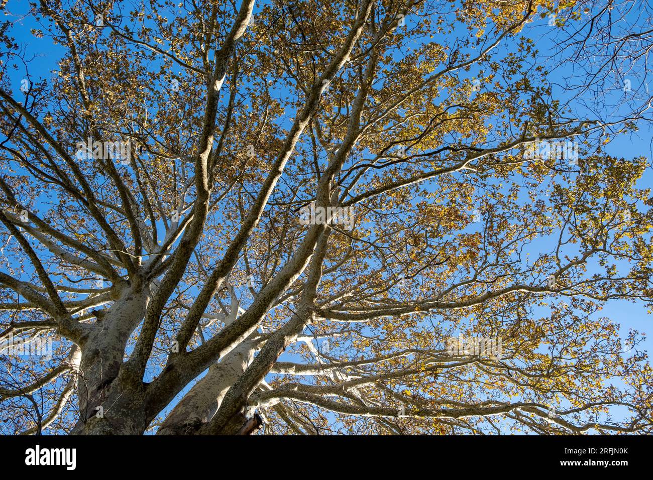 Plane Tree, Platanus Orientalis, winter day in Epirus forest Greece ...