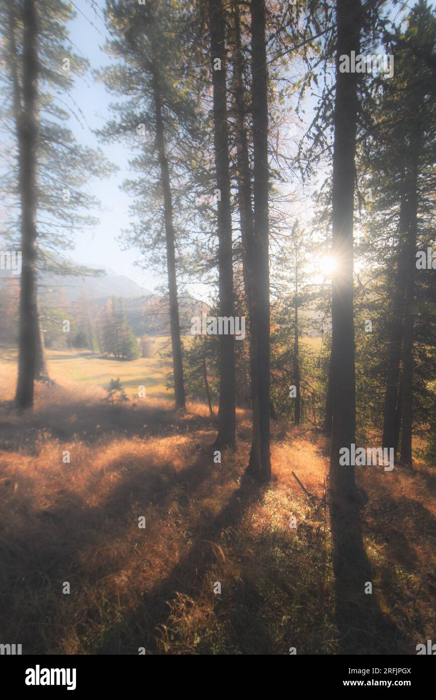 Sun filtering through autumn plants Stock Photo - Alamy