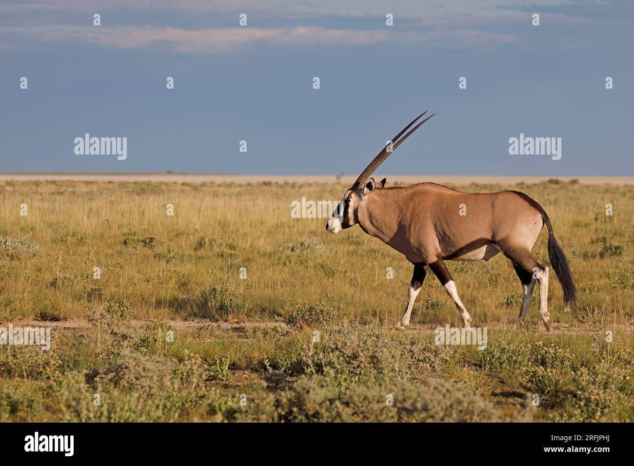 Gemsbok, Etosha, Namibia, March 2023 Stock Photo - Alamy