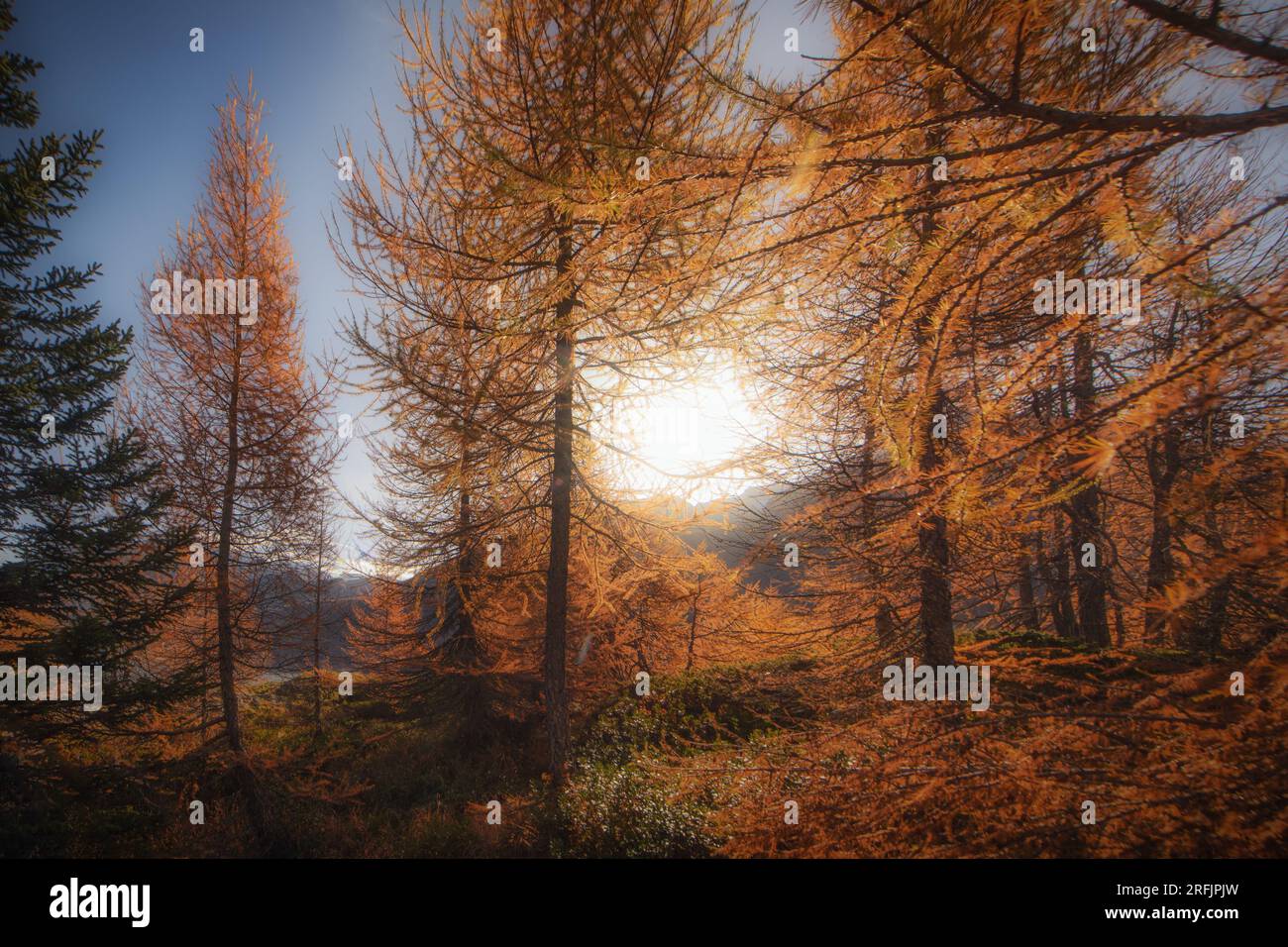 Sunshine among the autumn larch trees in the Swiss Alps Stock Photo - Alamy