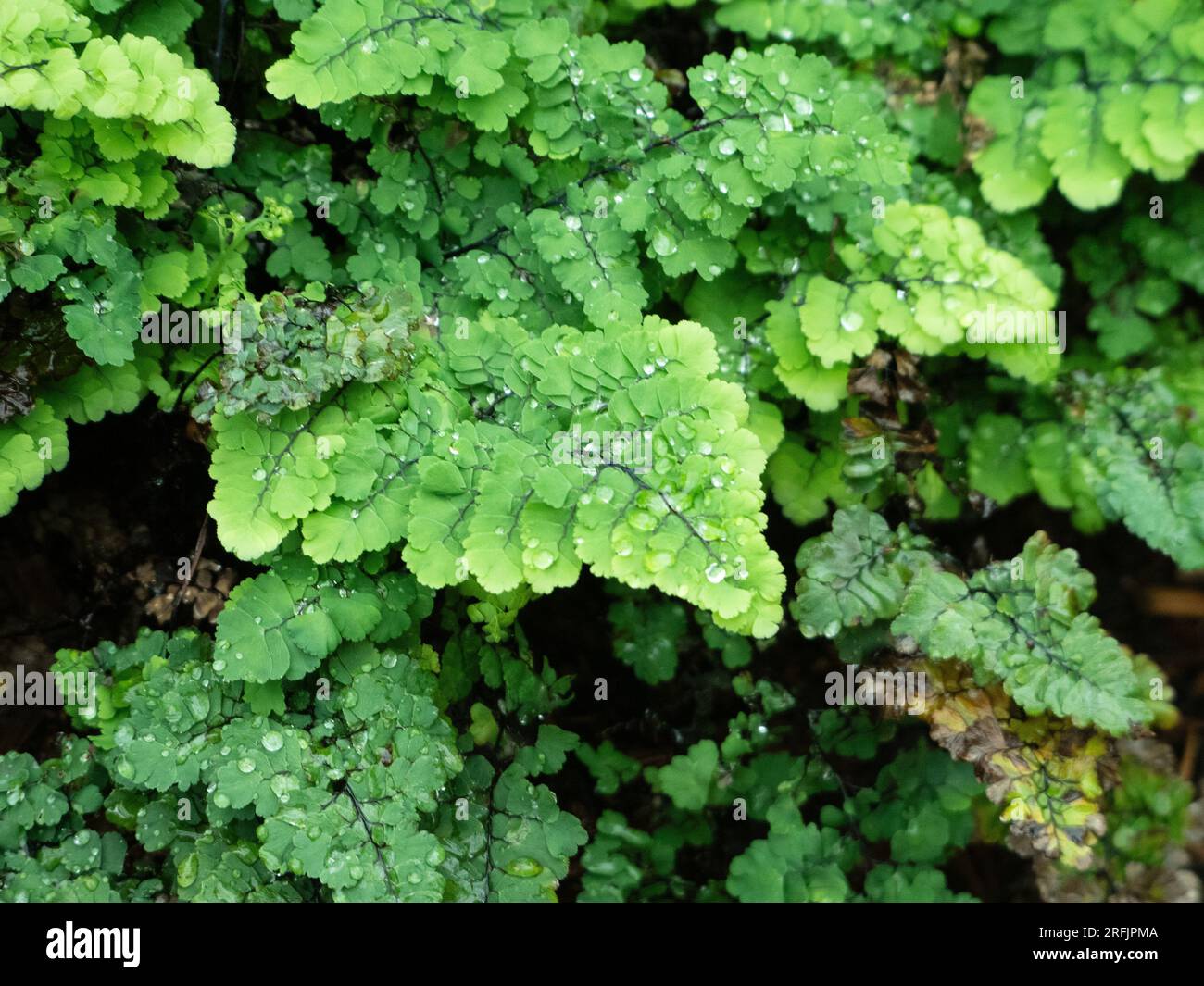 Adiantum Fritz Luthi Maidenhair Fern plant, Triangular shaped green ...