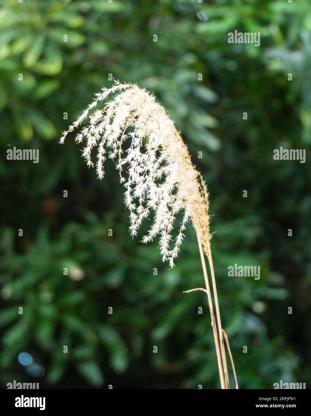 A creamy white Tufty seed head on a willowy grassy plant, maybe Silver ...