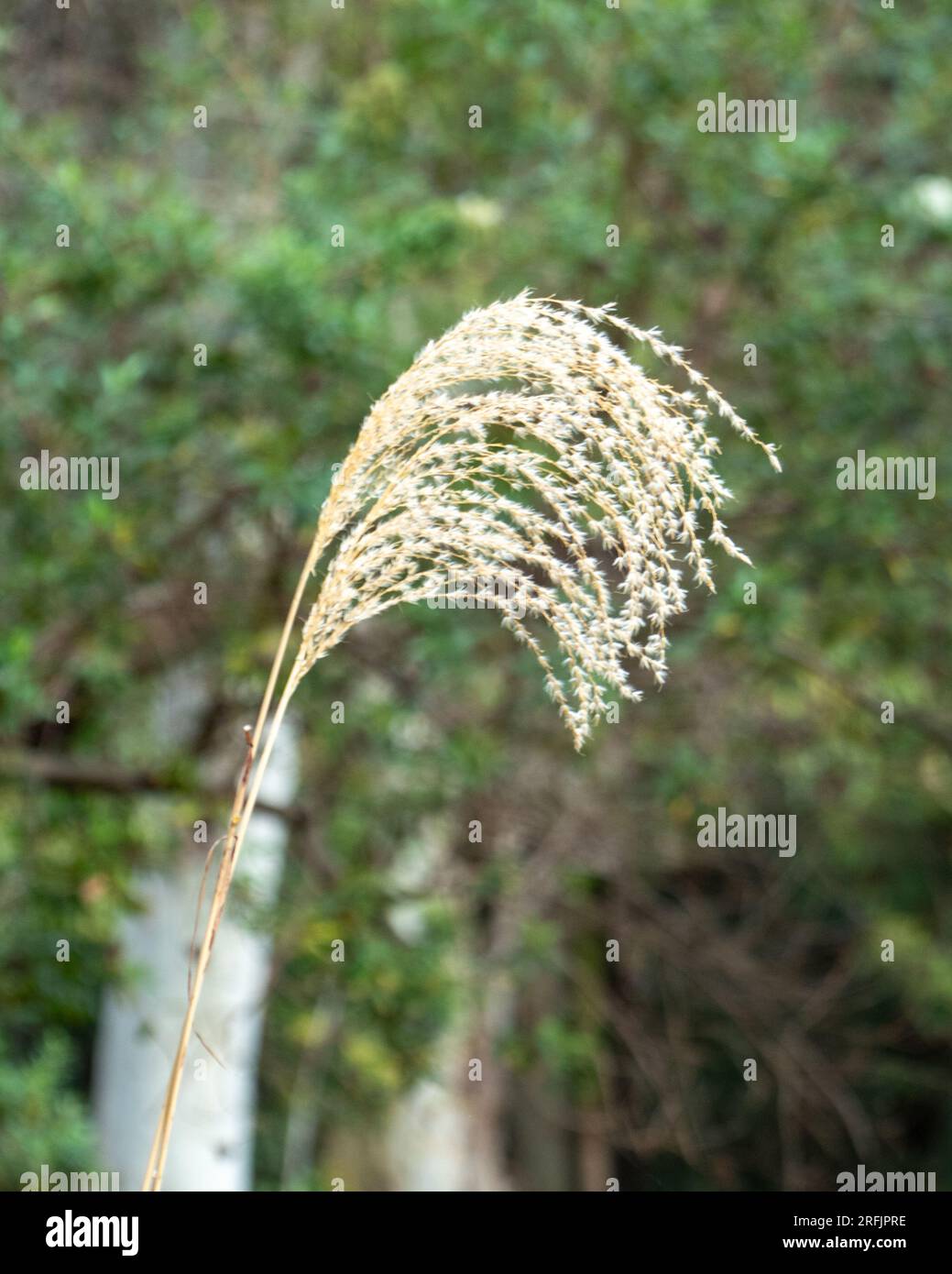 A creamy white Tufty seed head on a willowy grassy plant, maybe Silver ...