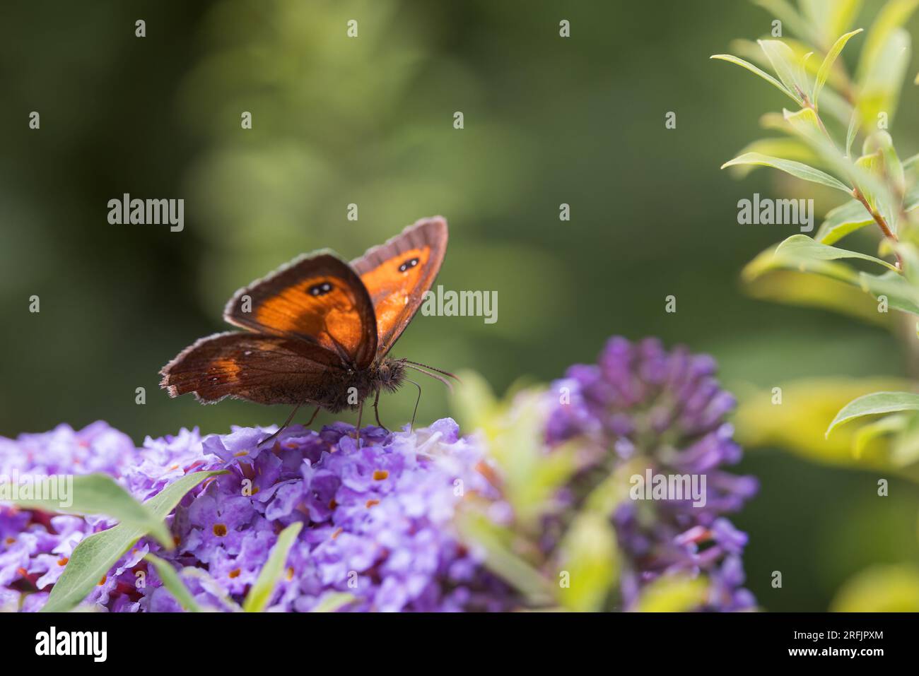 Gatekeeper butterfly [ Pyronia tithonus ] feeding on Buddleia flower ...