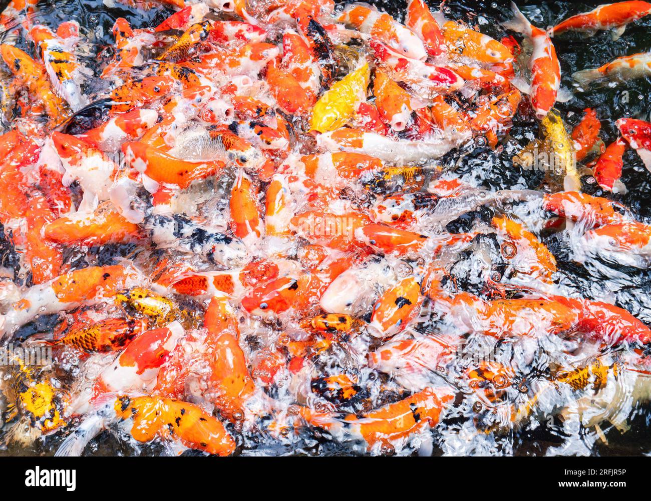 Large school of koi fish swimming very close together Stock Photo - Alamy