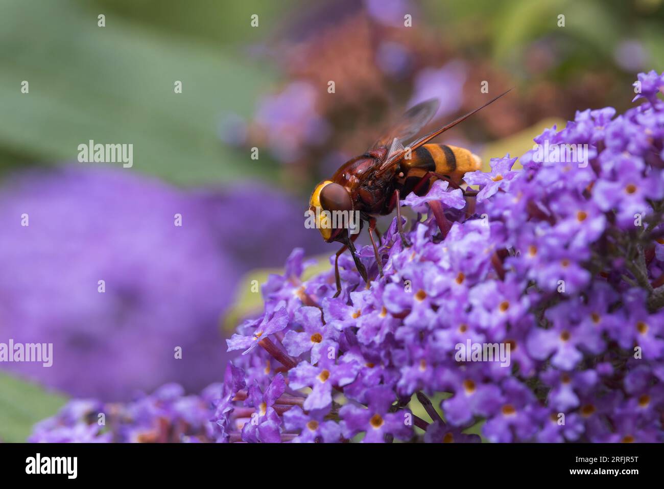 Hornet mimic hoverfly [ Volucella zonaria ] feeding on Buddleia flower ...