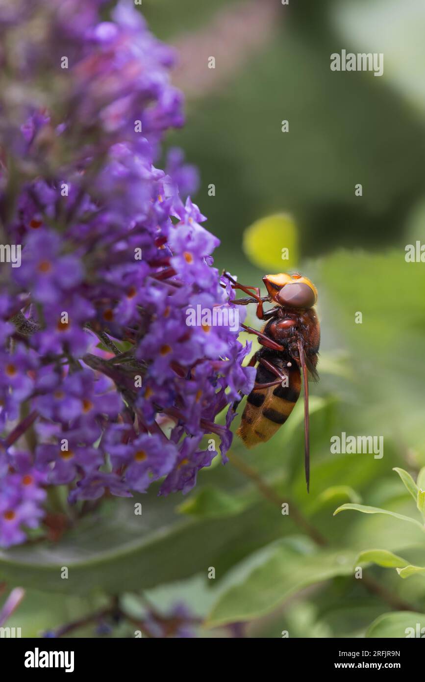 Hornet mimic hoverfly [ Volucella zonaria ] feeding on Buddleia flower ...