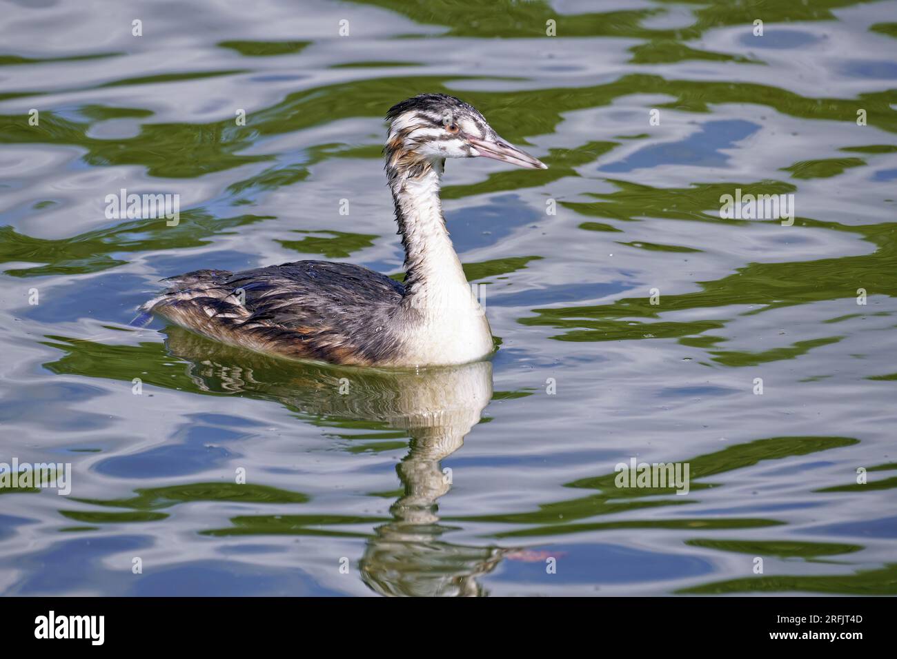 immature specimen of great crested grebe in water, Podiceps cristatus ...