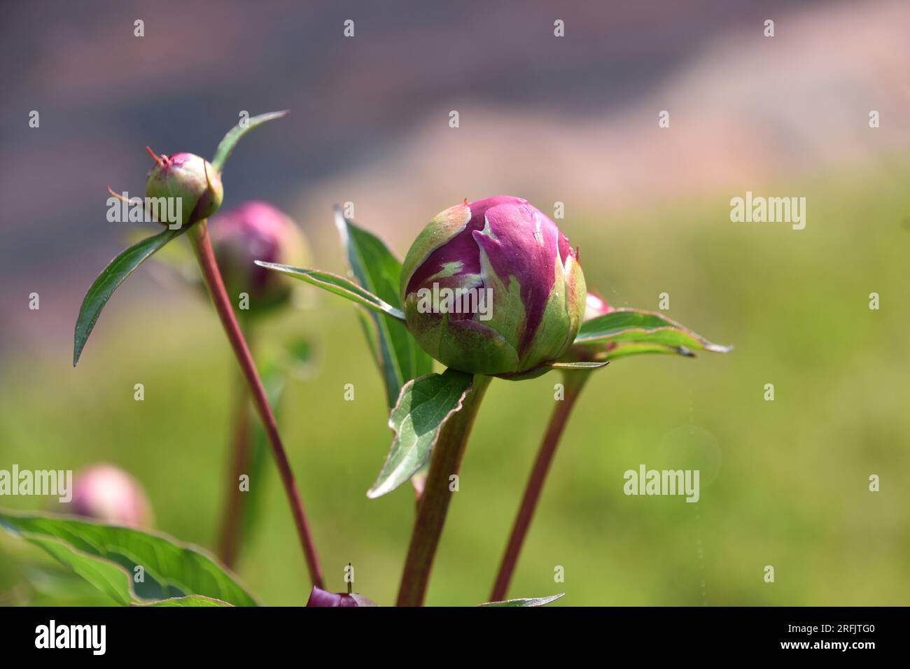Peonies budding hi-res stock photography and images - Alamy