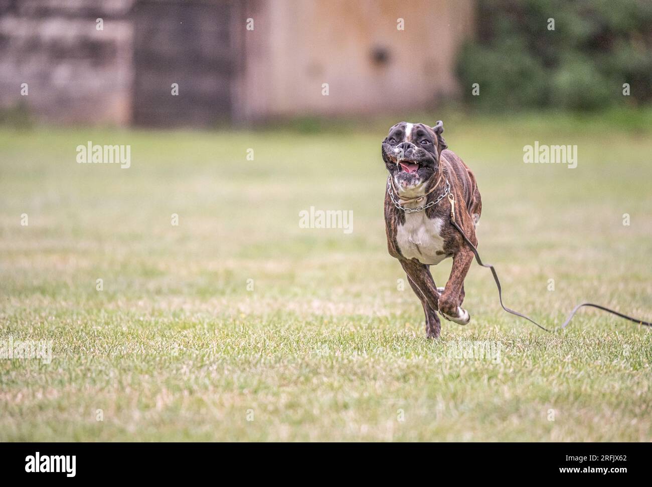 Boxer dog runs on green grass summer lawn outdoor park walking funny ...