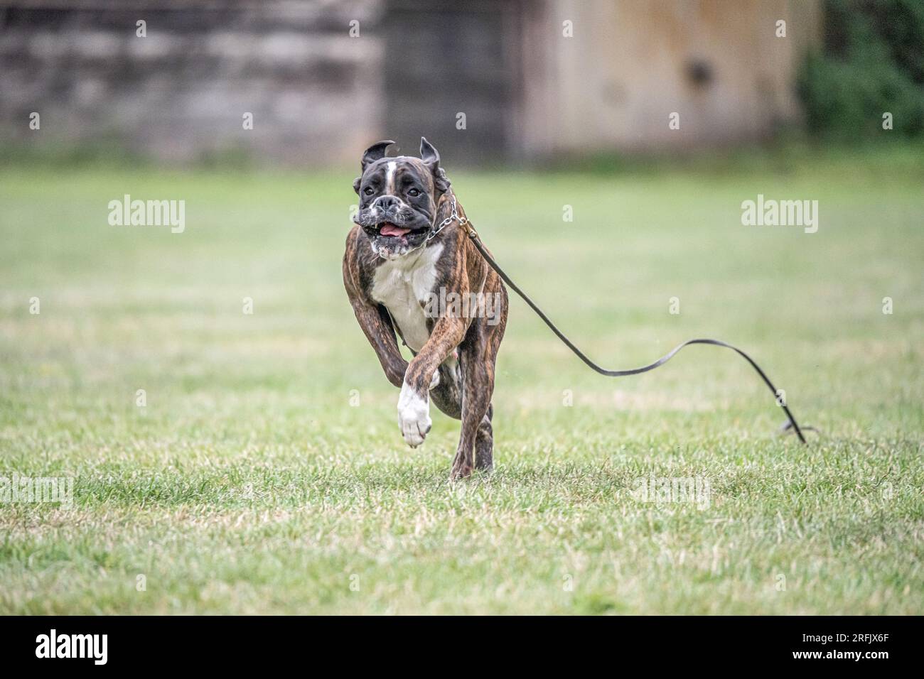 Boxer dog runs on green grass summer lawn outdoor park walking funny ...