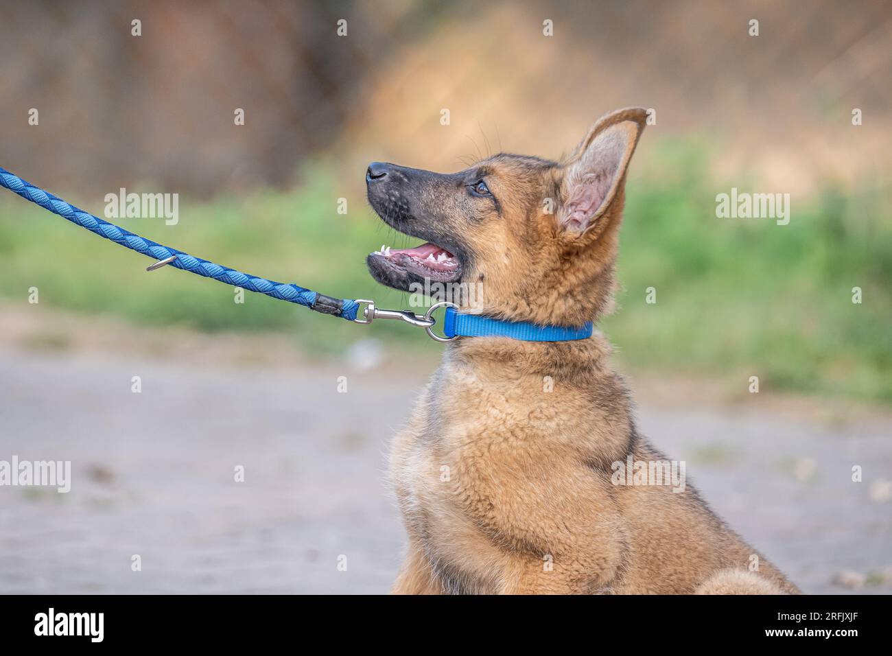 Cute brown German Shepherd dog baby puppy looks closely at the owner ...