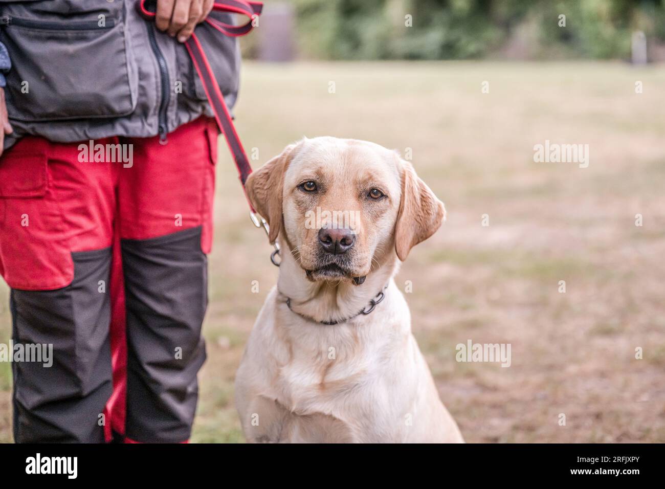 Smiling labrador hi-res stock photography and images - Alamy