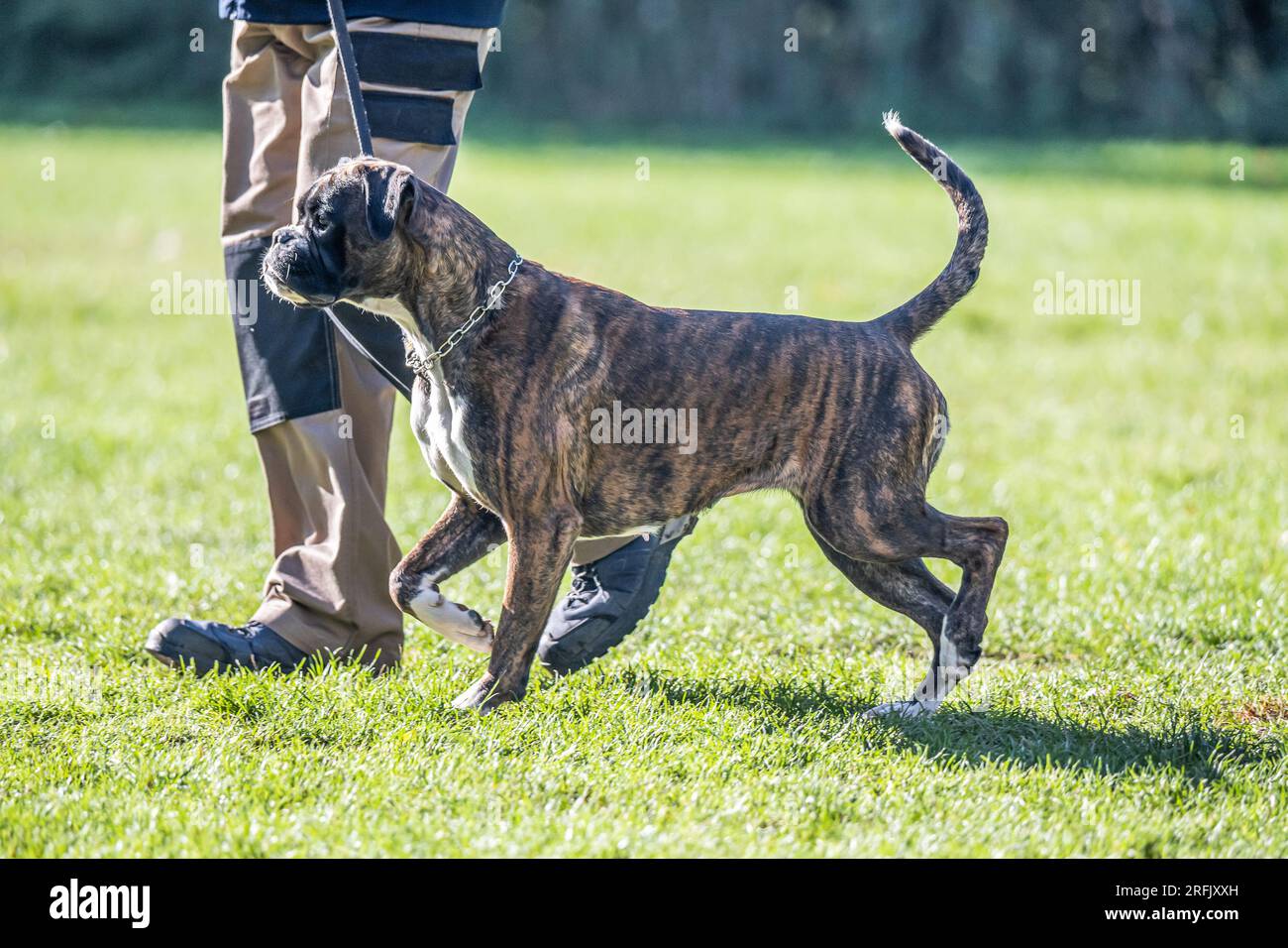 boxer dog Training near his owner legs during the dog obedience course ...