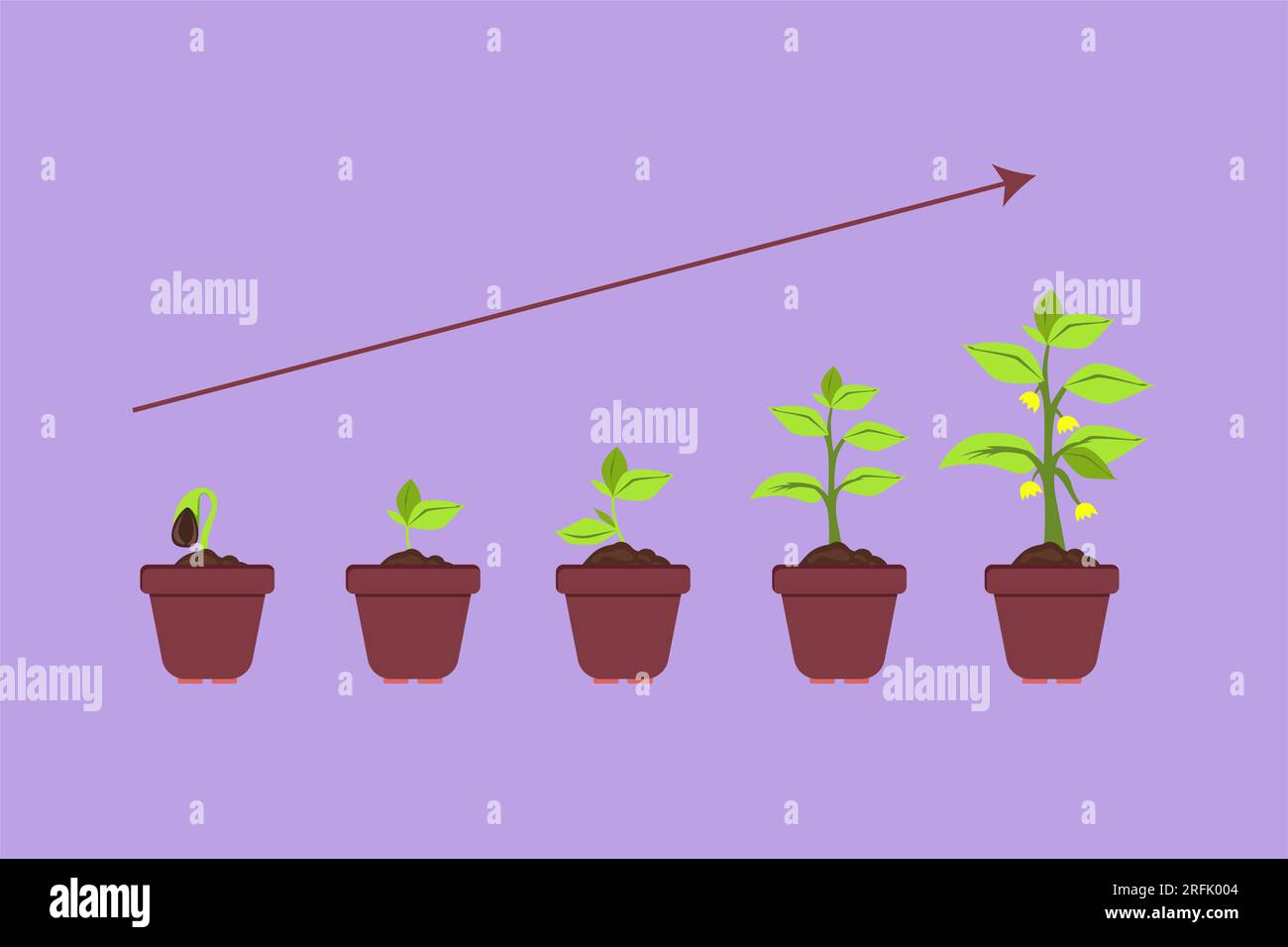 Graphic flat design drawing infographic of planting tree. Seeds sprout ...