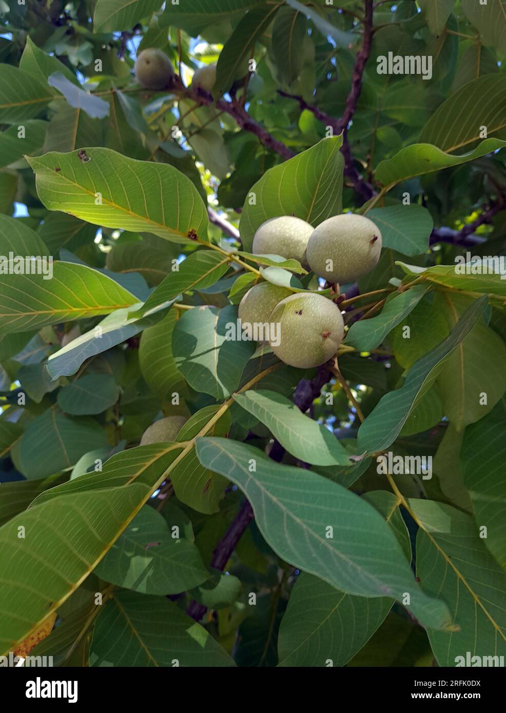 Walnut fruits in nature Stock Photo - Alamy