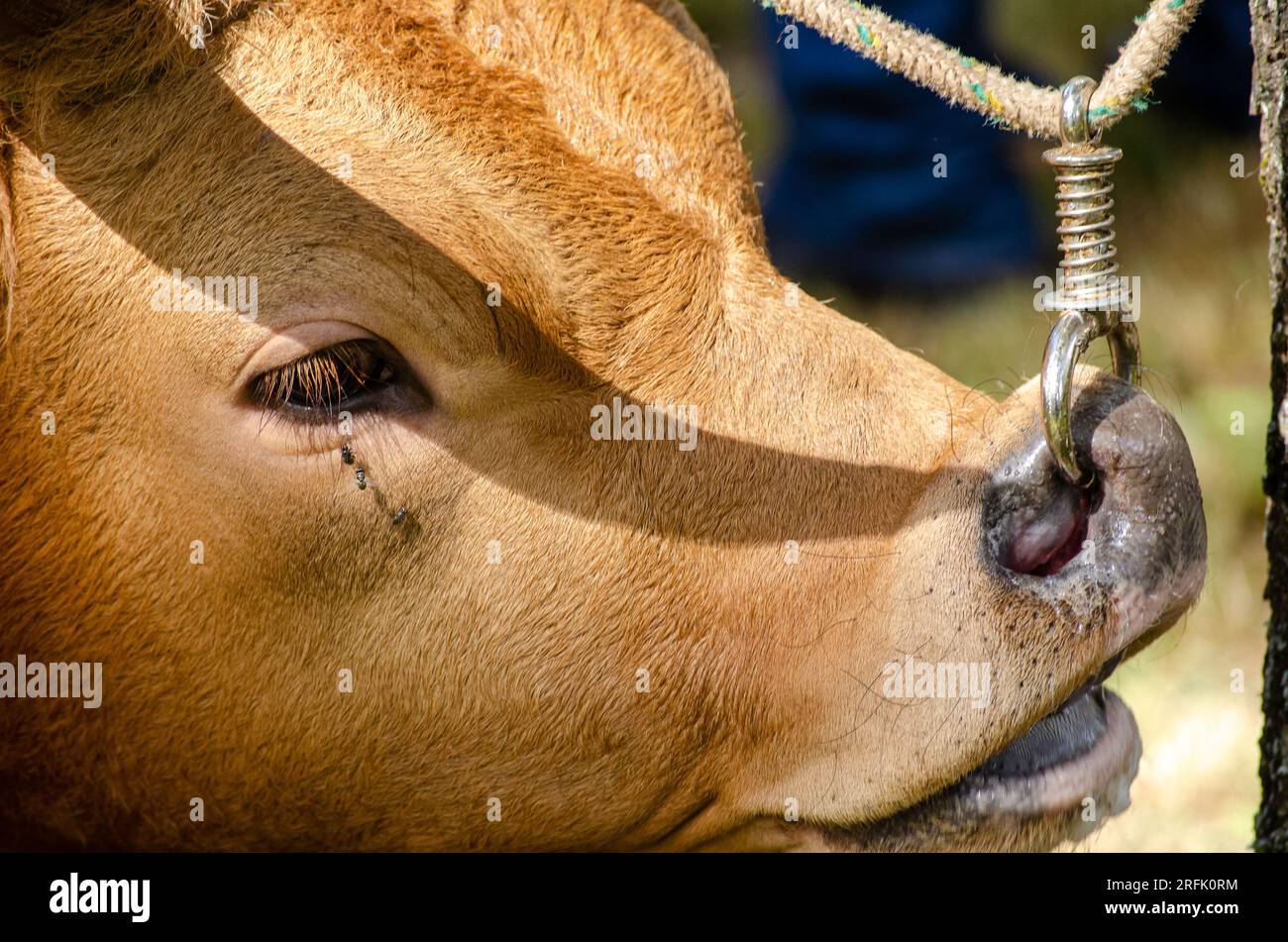 portrait of a calf attached to a tree by a nose ring Stock Photo - Alamy