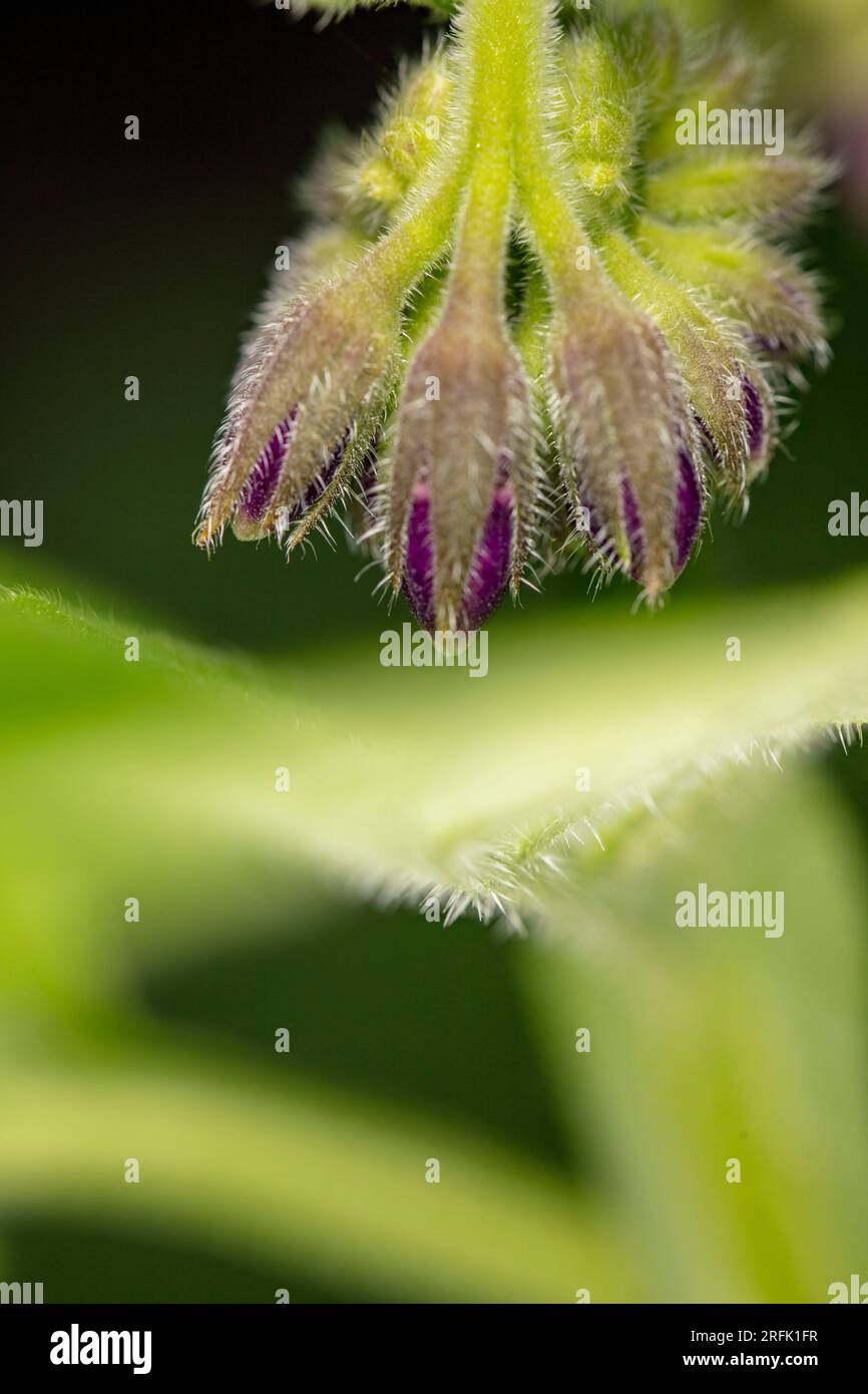 Comfrey, Symphytum officinale, flowers. Natural close up flowering ...