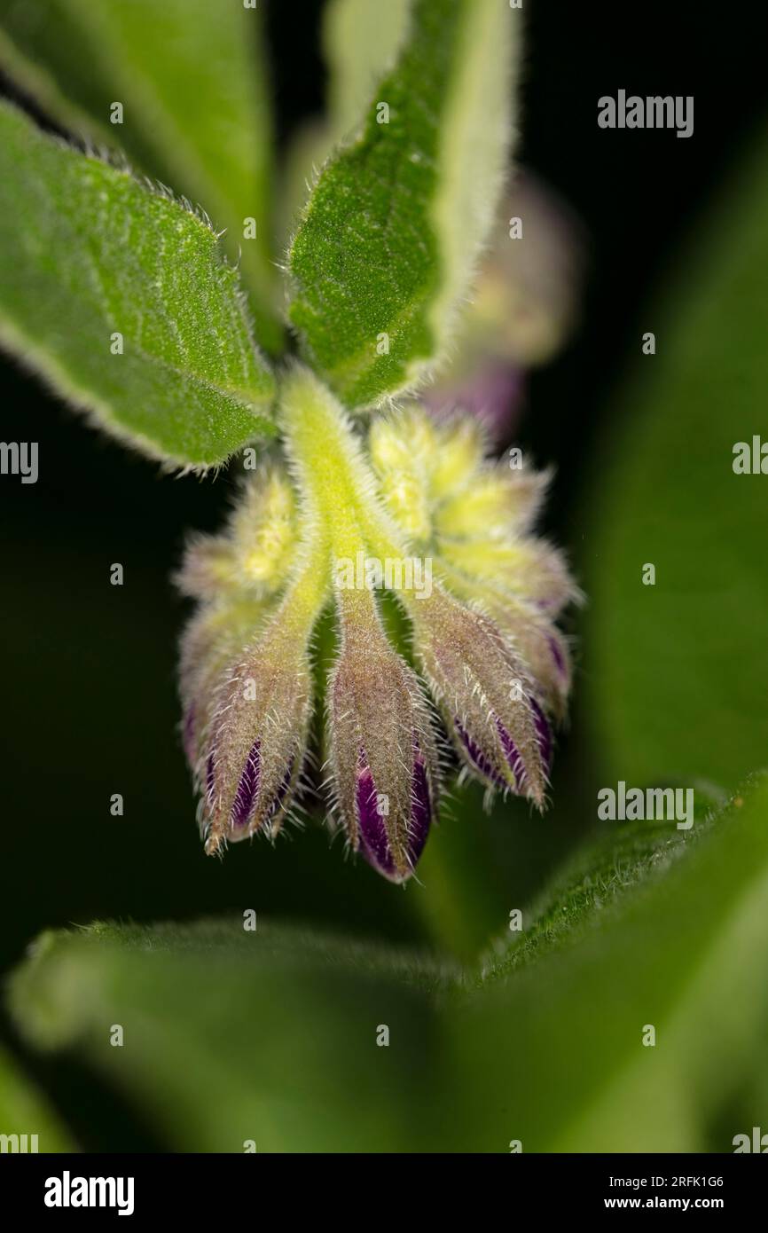 Comfrey, Symphytum officinale, flowers. Natural close up flowering ...