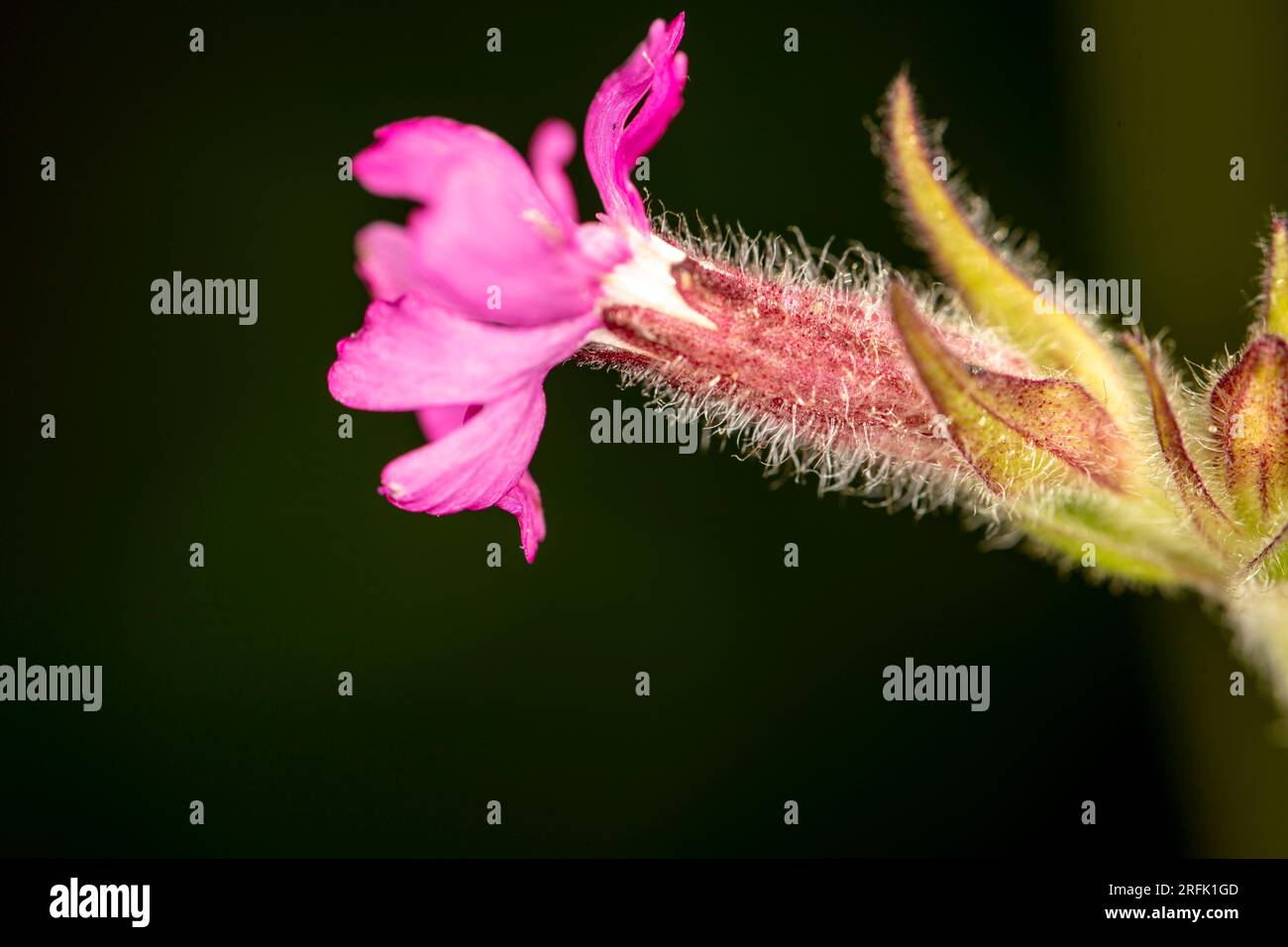 Natural very close up flowering plant portrait of Silene Dioica ...
